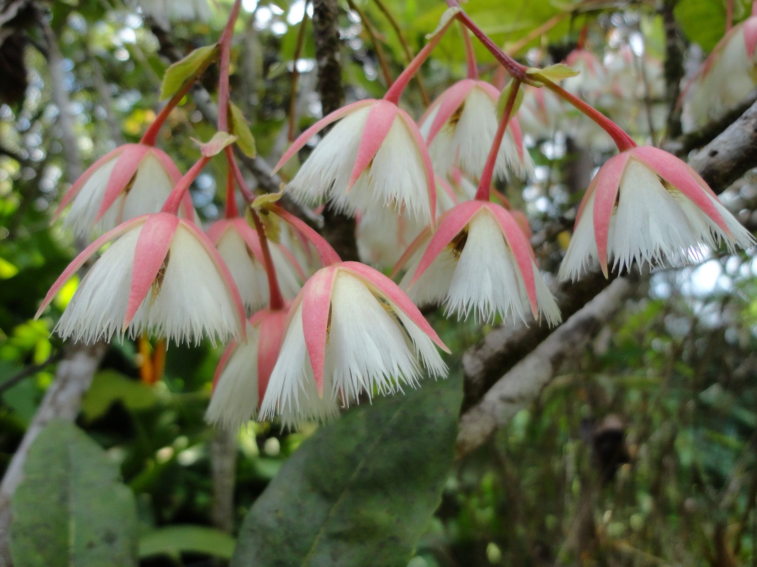 Lily of the Valley Tree (Elaeocarpus grandiflorus)