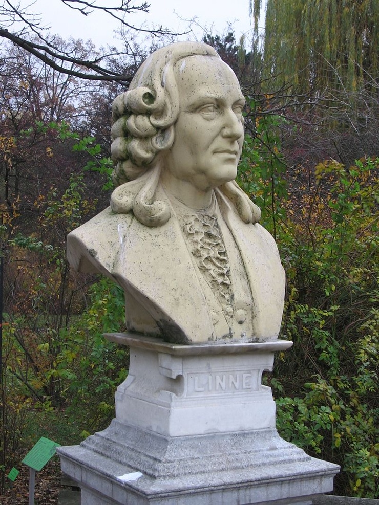 Picture of Carl Linnaeus
