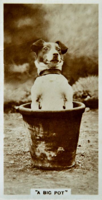 Dog in container