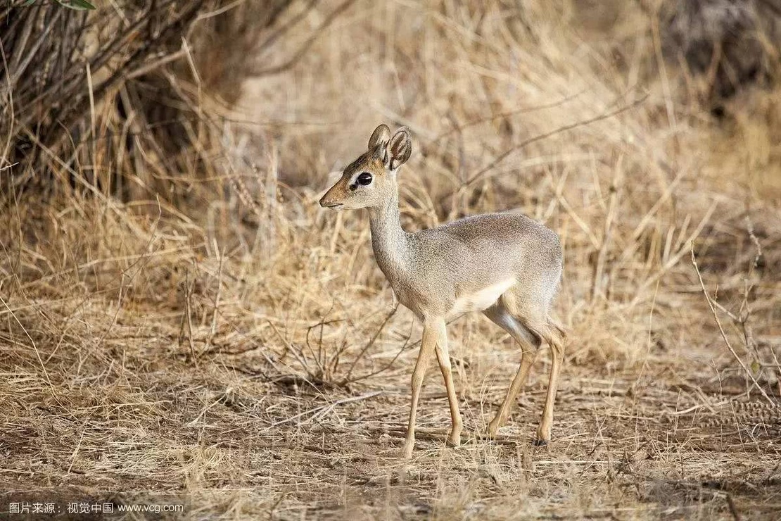 Dik-Dik