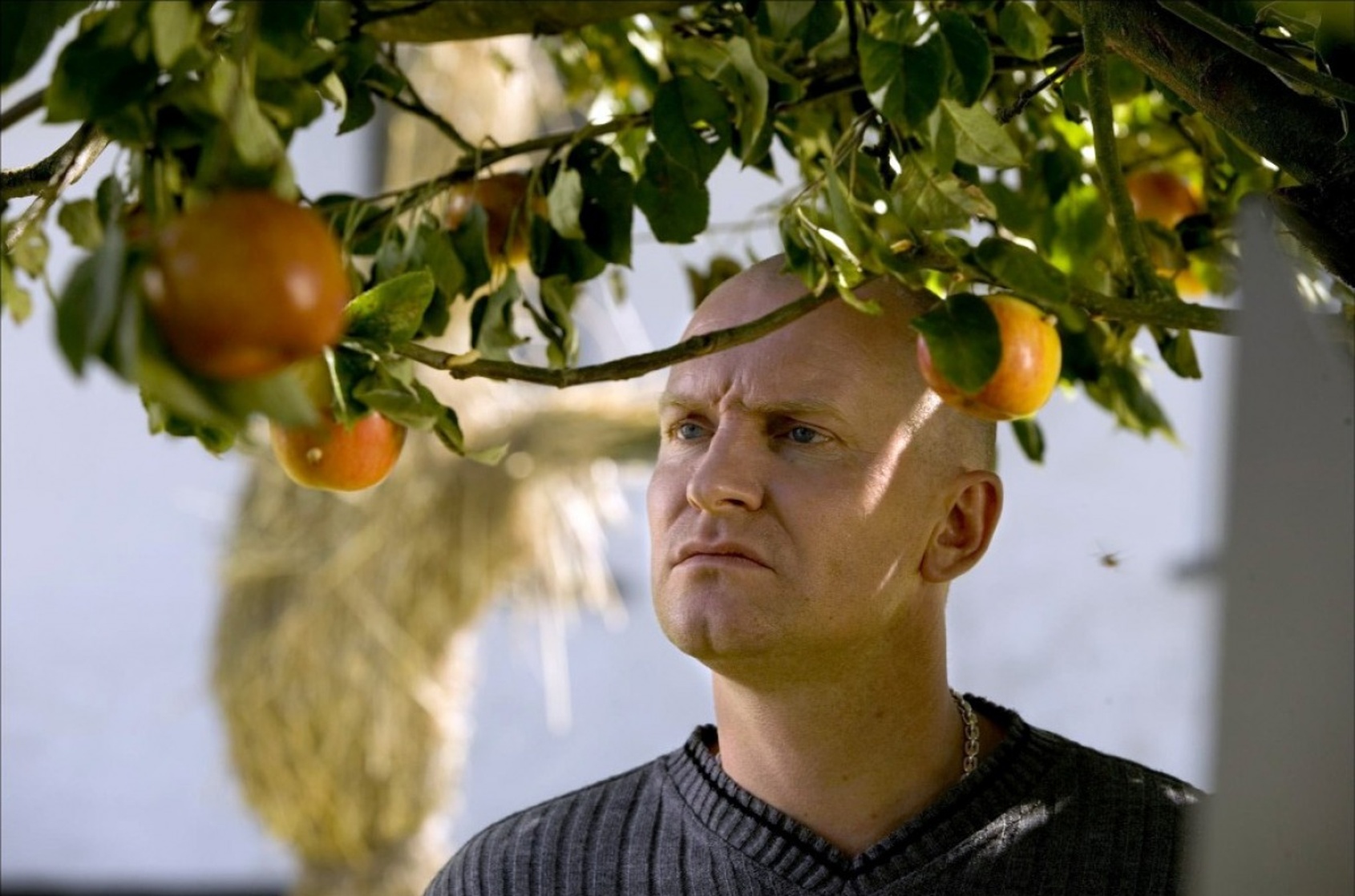 Picture of Adam's Apples