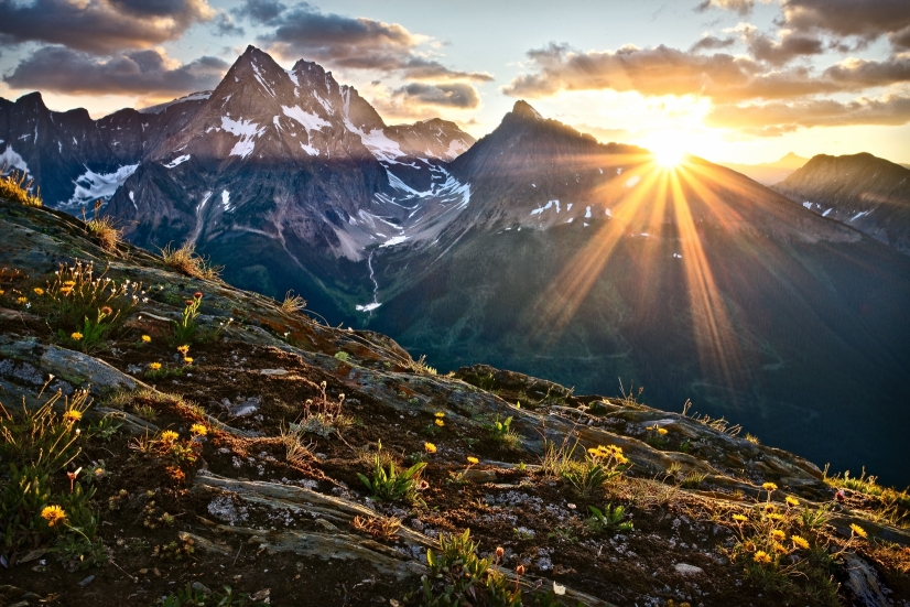 Picture of Jumbo Wild