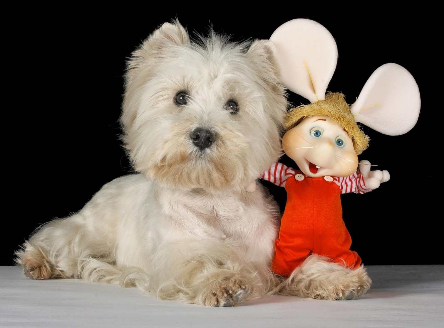 Topo Gigio image