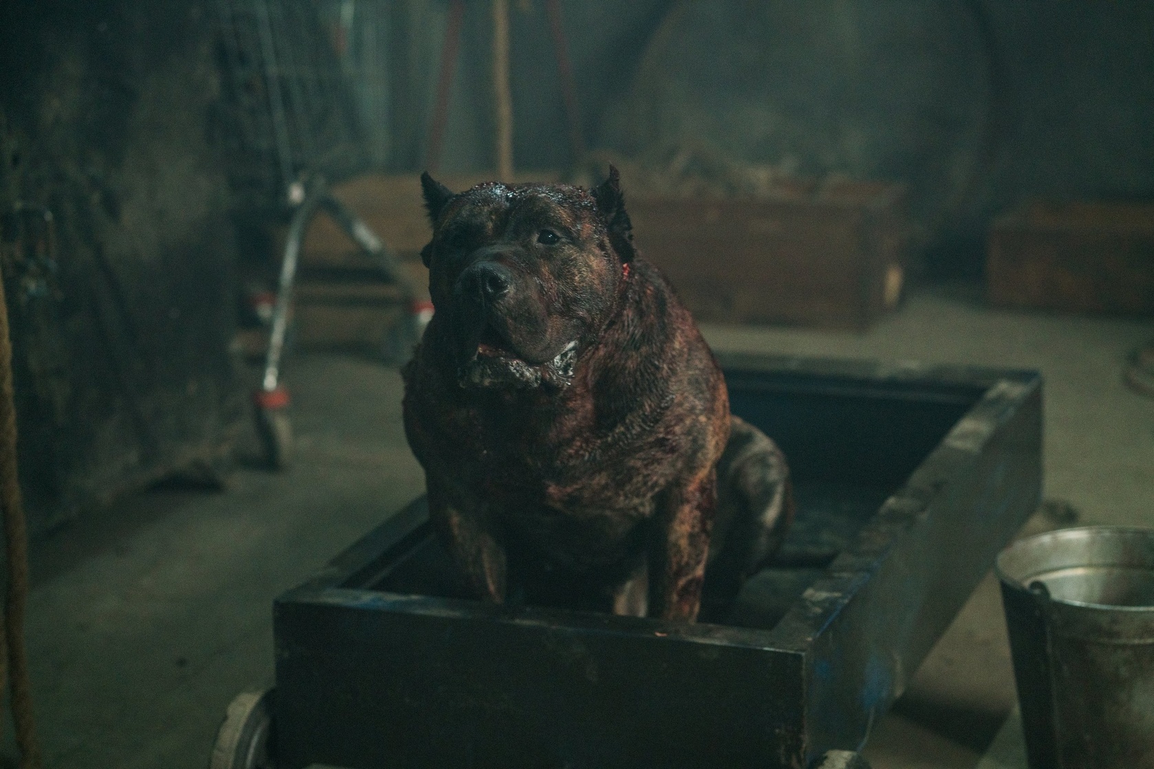 Picture of Bullet Head