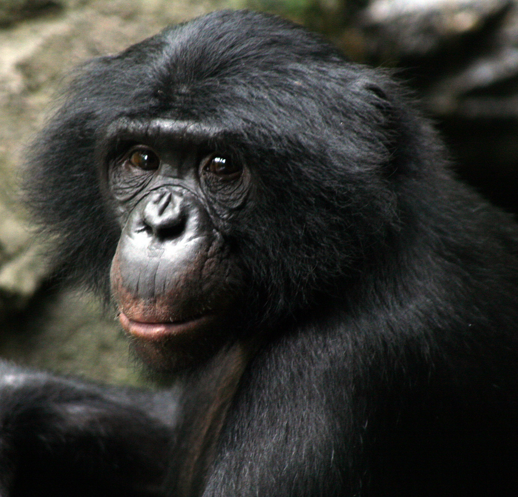 Bonobo