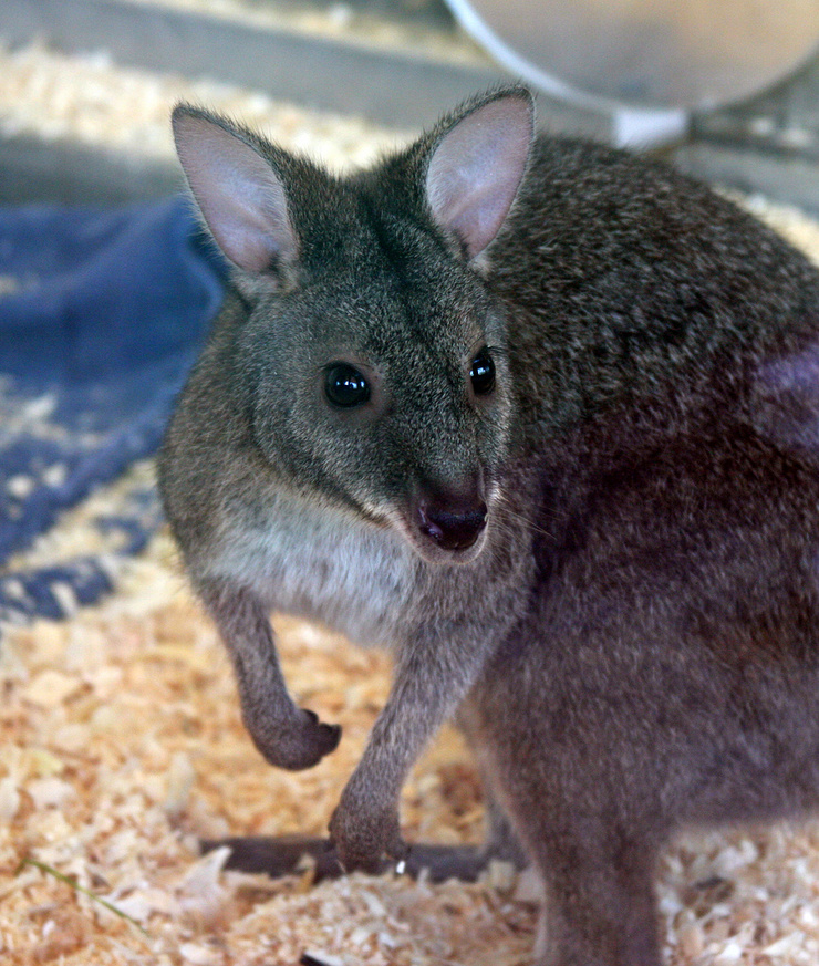 Parma Wallaby