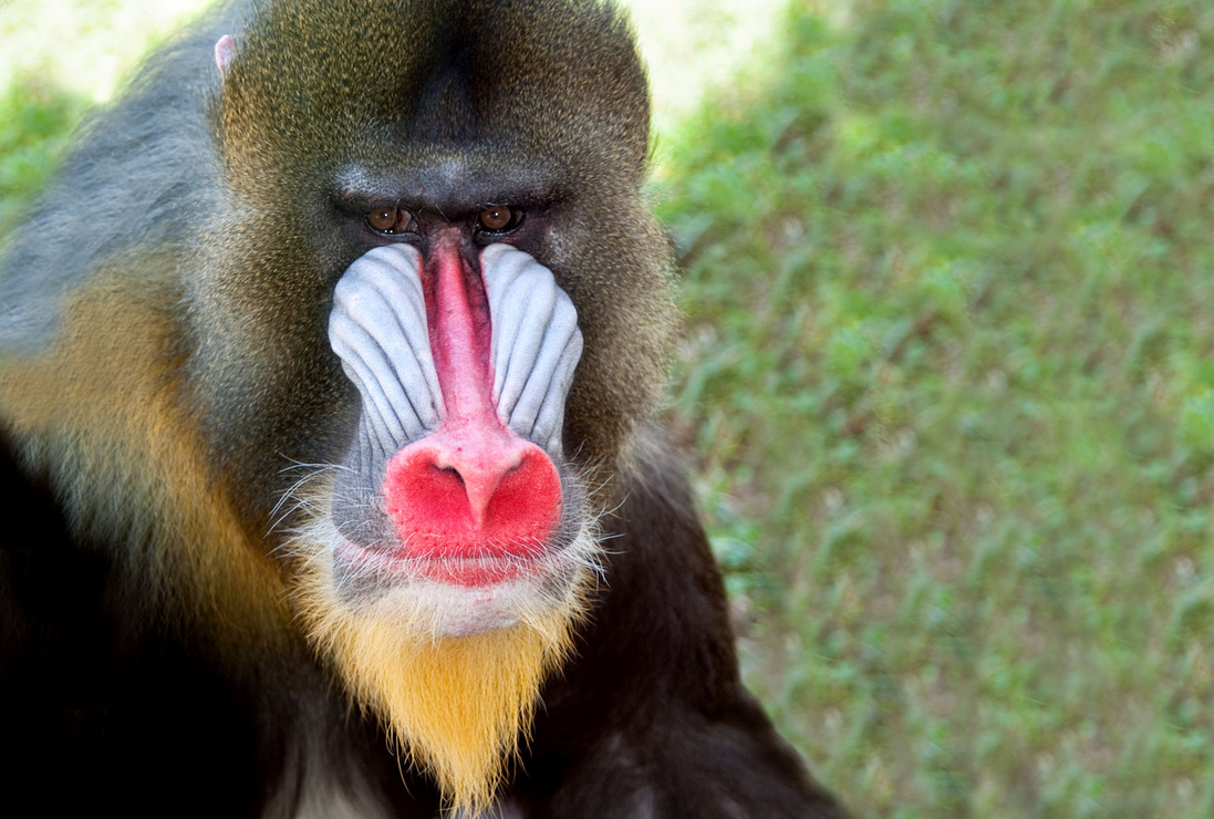Mandrill
