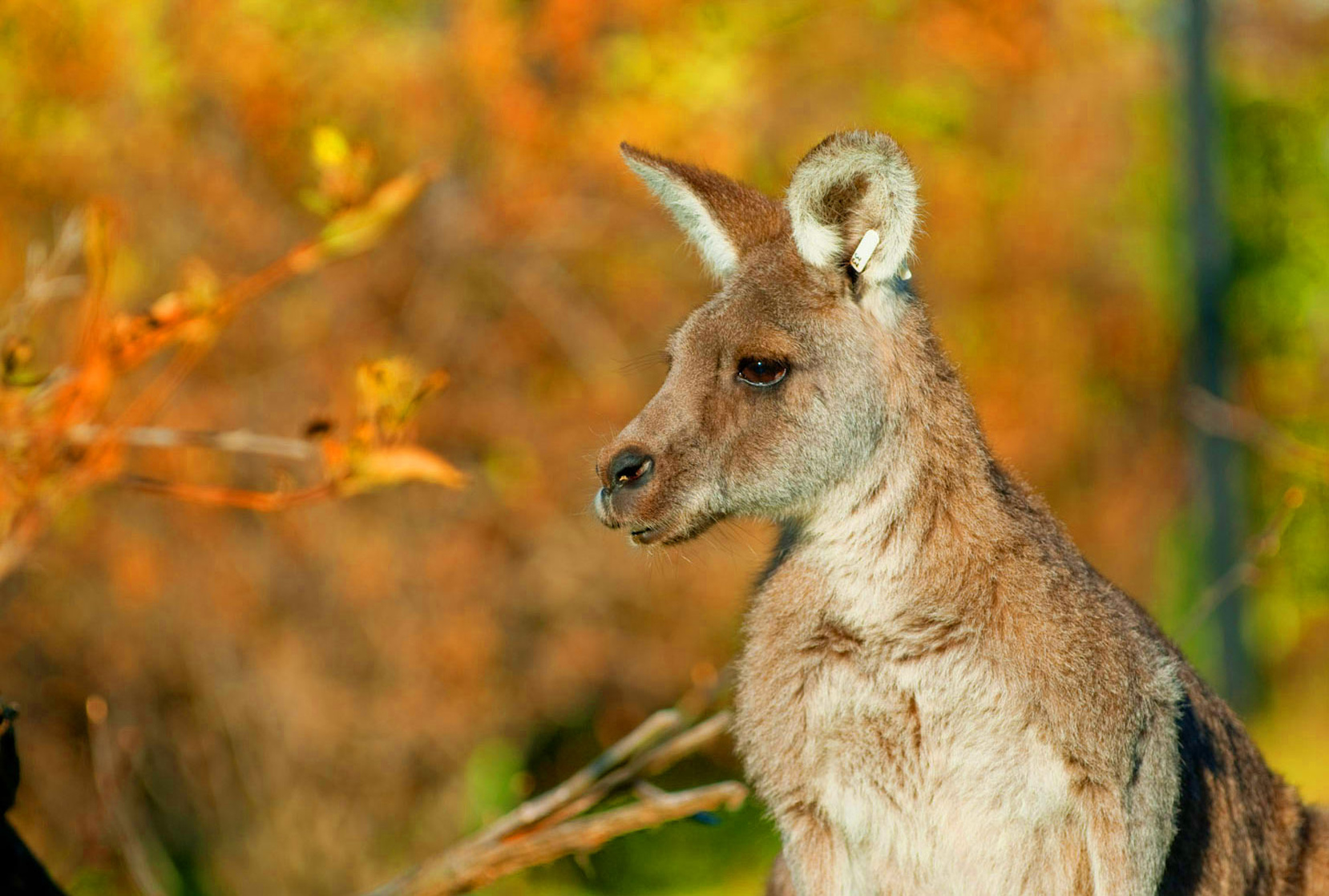 Red Kangaroo