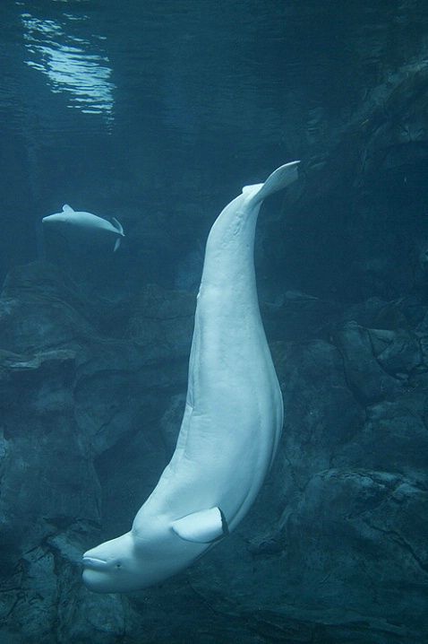 Beluga Whale