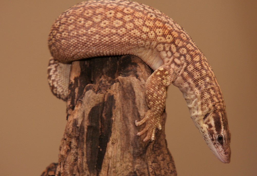 Ackies Dwarf Monitor