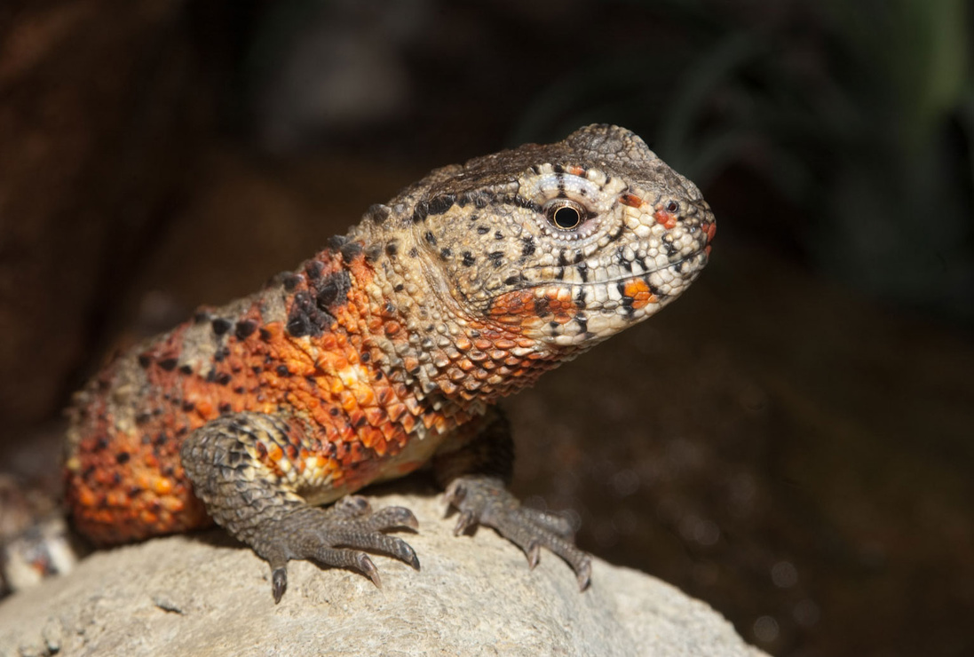 Chinese Crocodile Lizard