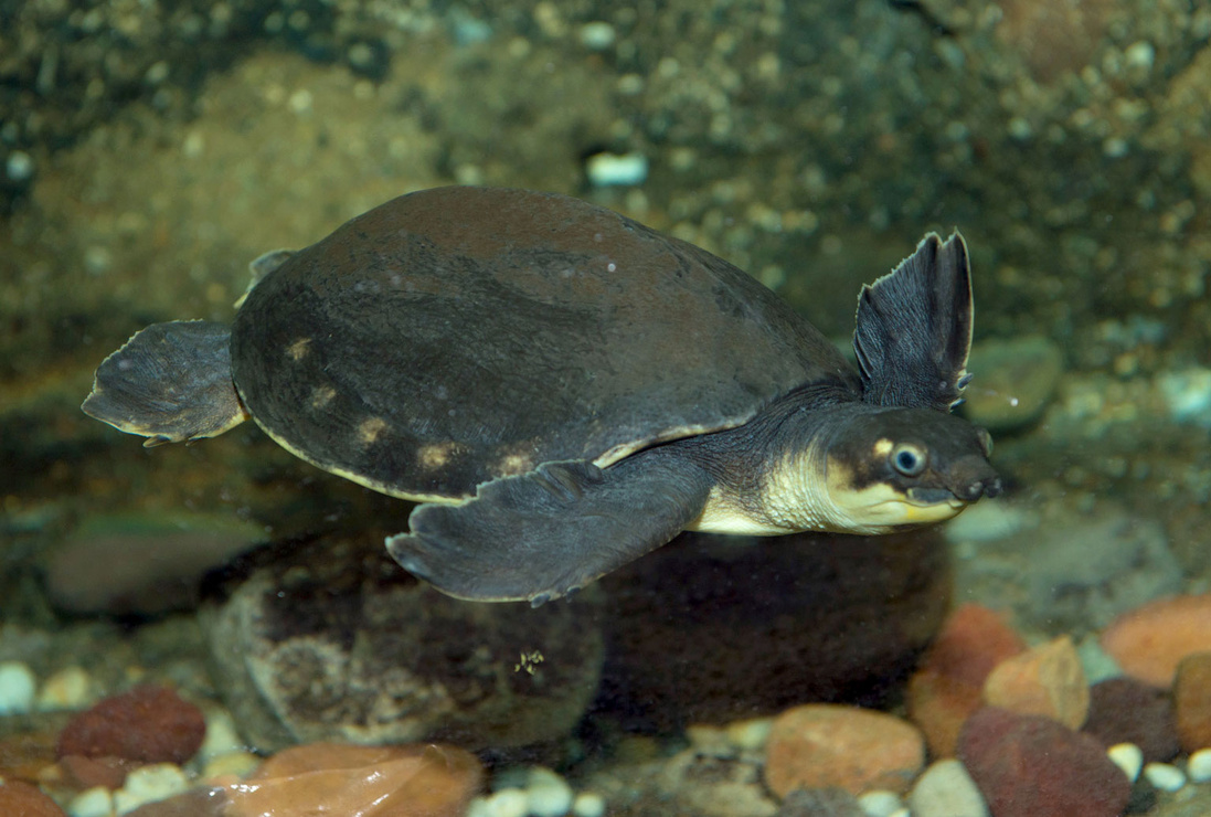 Fly River Turtle