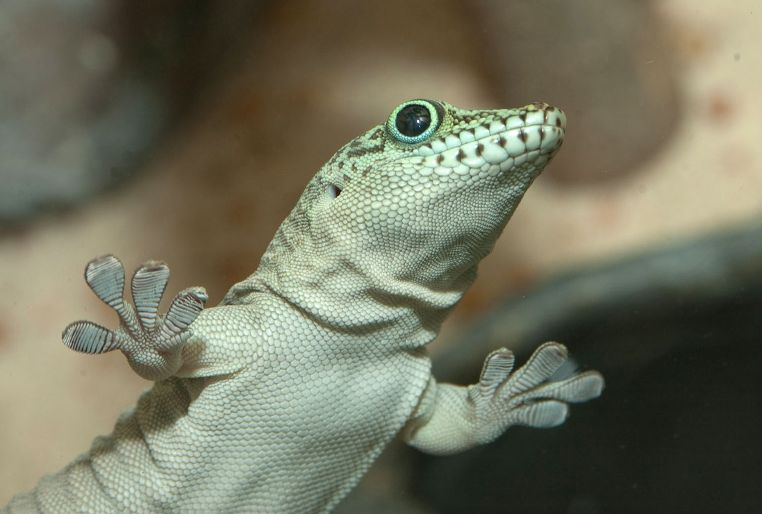 Standing's Day Gecko