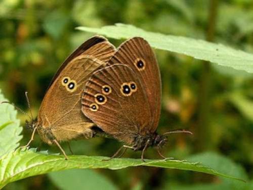 Maritime Ringlet Butterfly