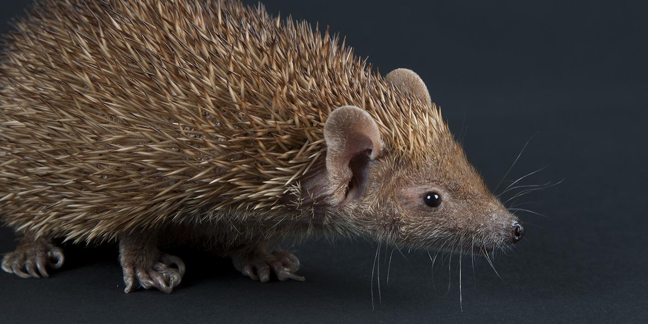 Lesser Madagascar Tenrec