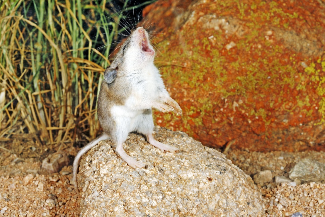 Northern Grasshopper Mouse