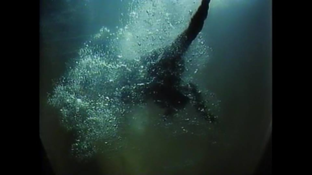 Picture of I Am a Cat