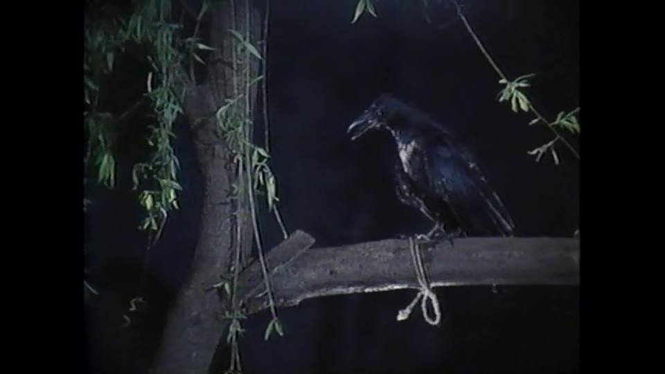 Picture of I Am a Cat