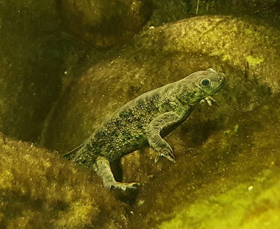 Edough Ribbed Newt