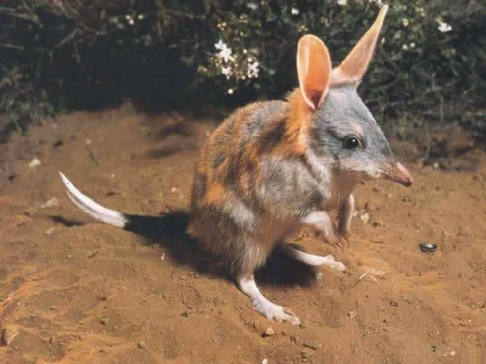 Bilby