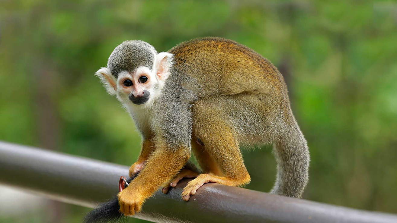 Picture of Squirrel monkey