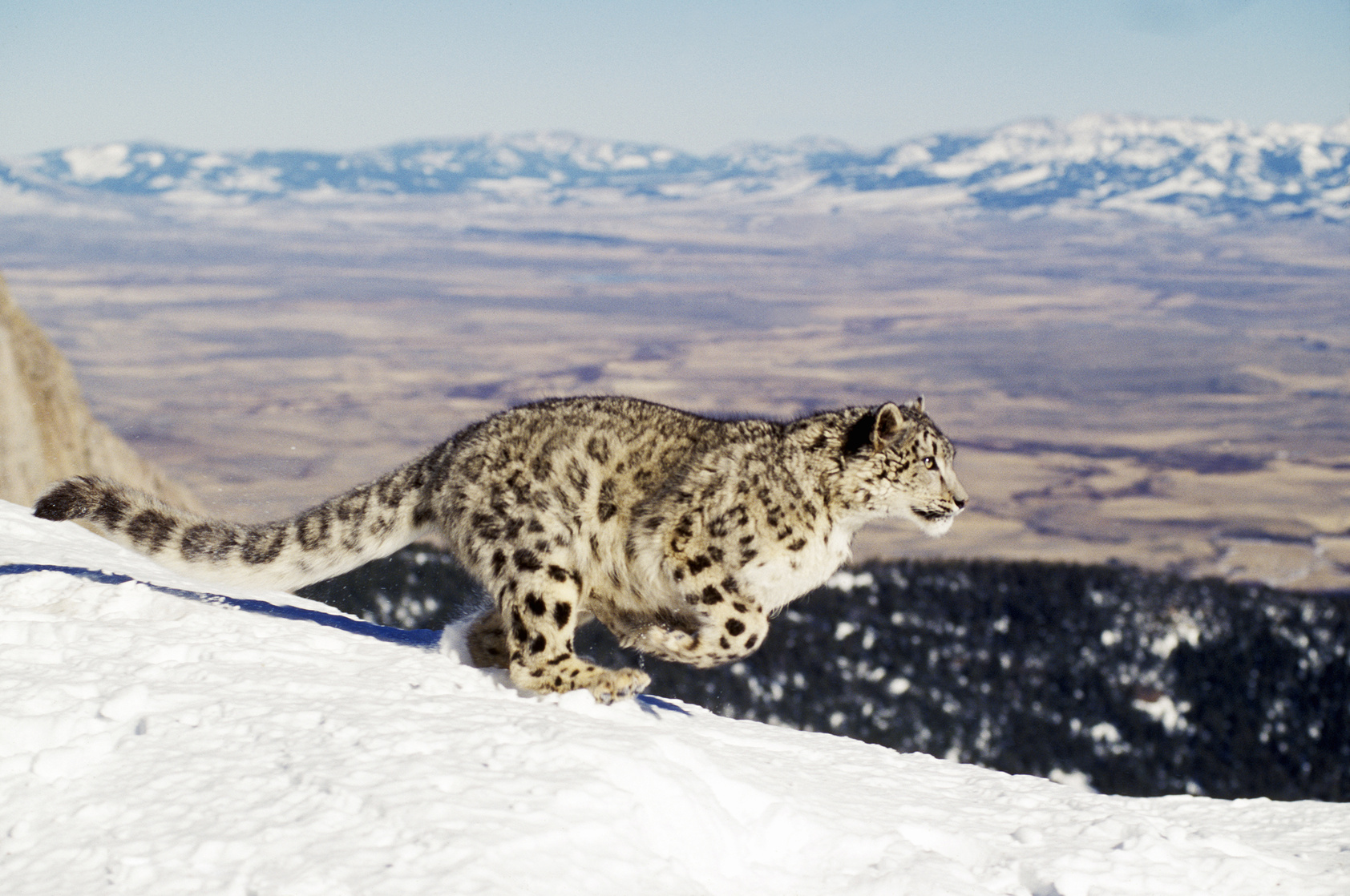 Picture of Snow Leopard