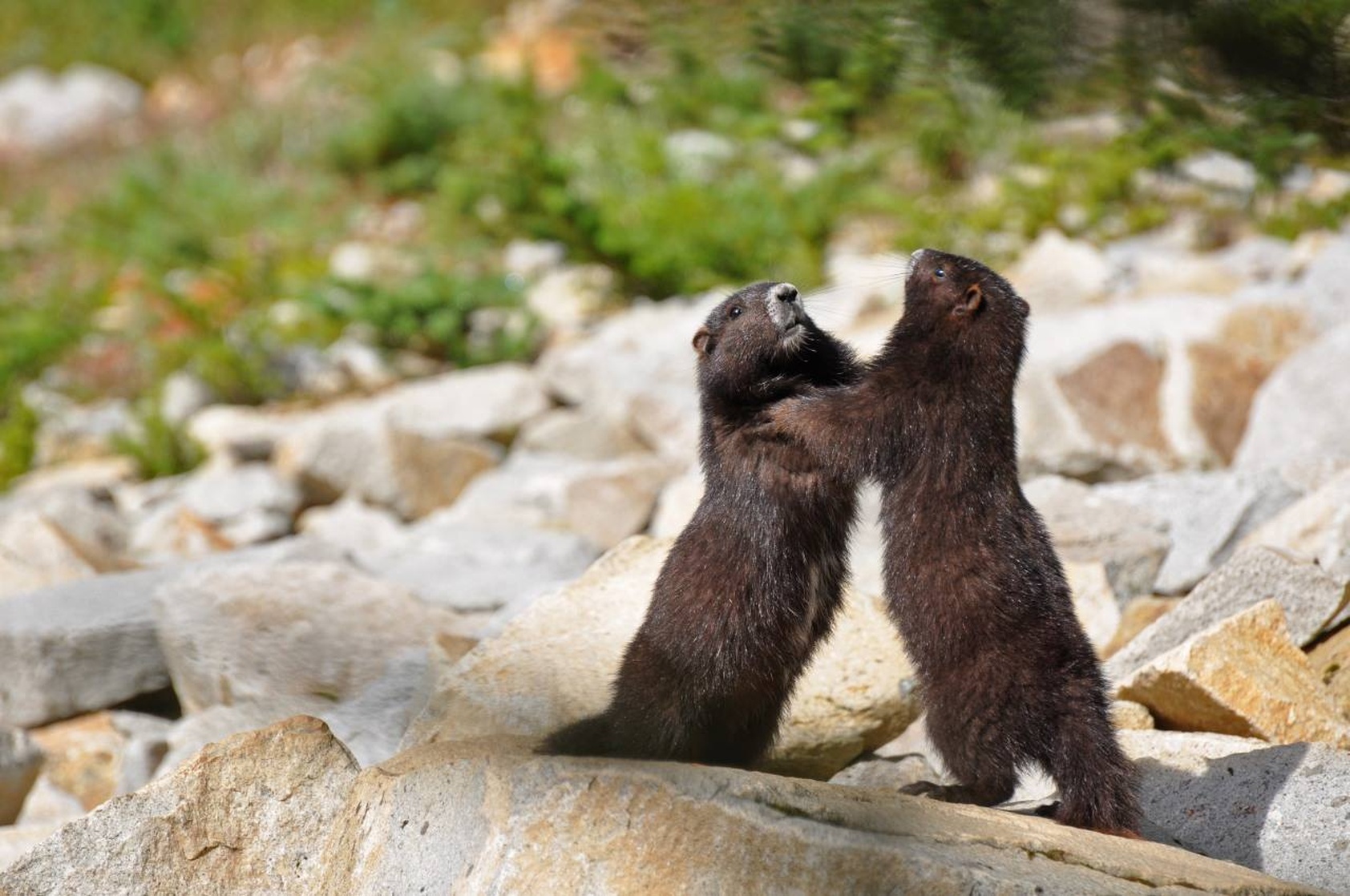 Image of Vancouver Island Marmot