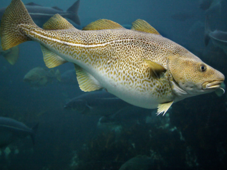 Atlantic Cod