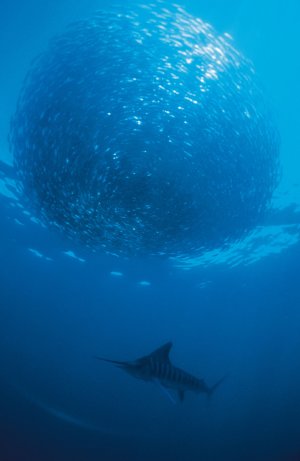Picture of Deep Blue (2003)