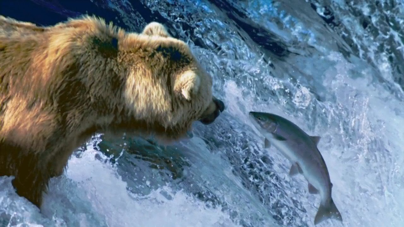 Nature's Most Amazing Events image