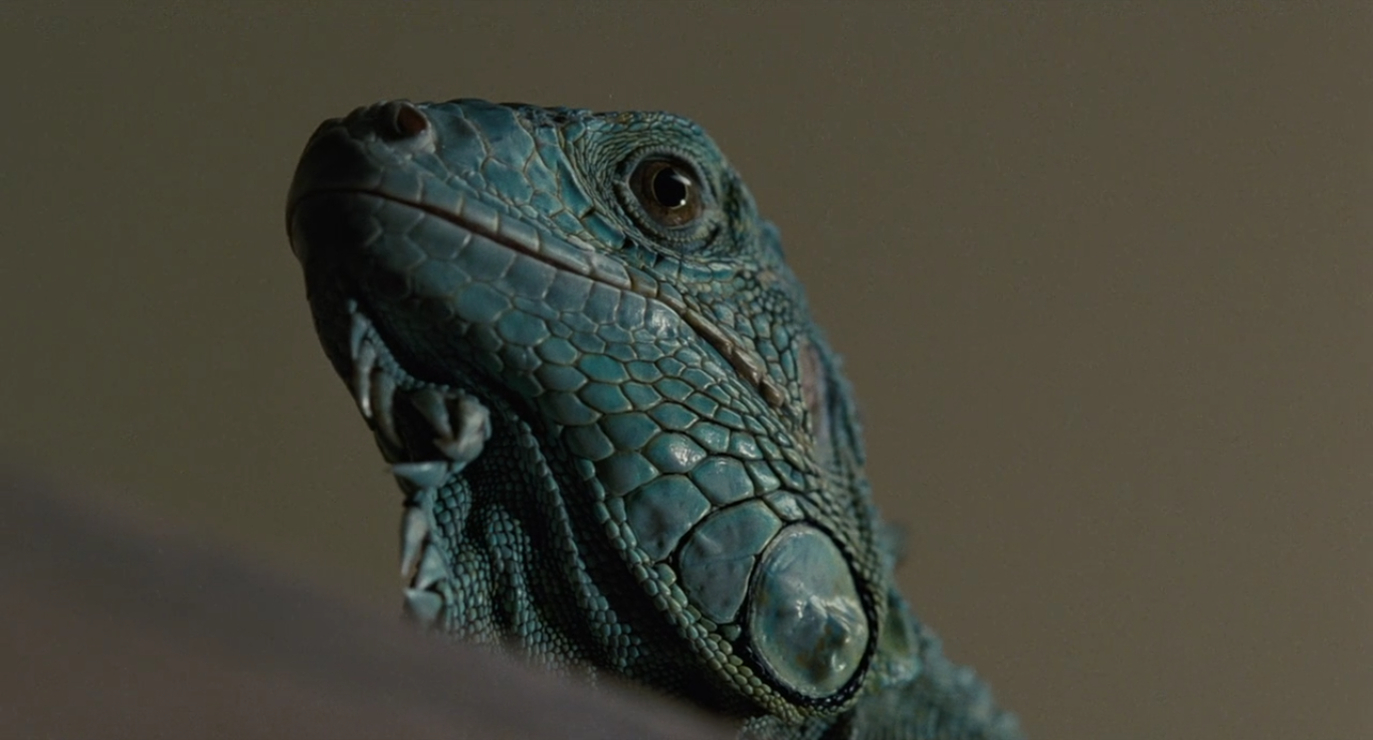 Picture of The Terminator (1984)