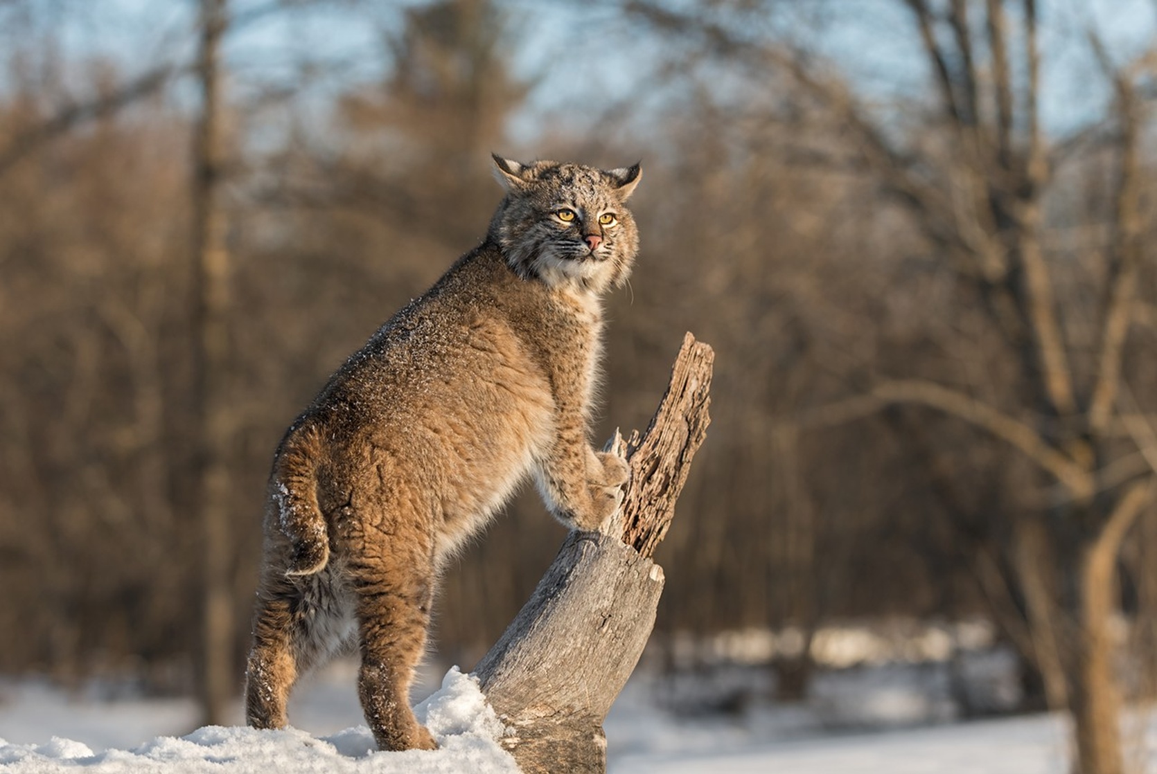 Bobcat