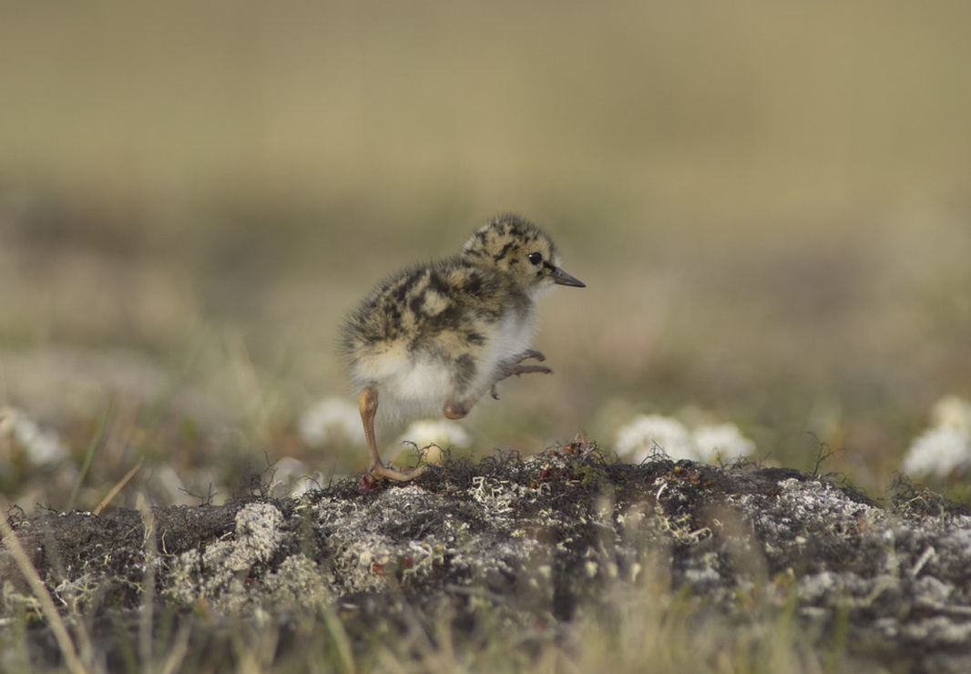 Ruddy Turnstone Chick
