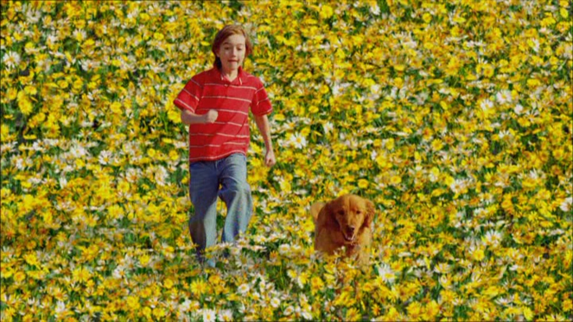 Image of Pushing Daisies