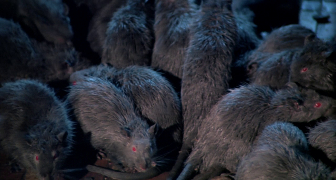 Rats: Night of Terror image