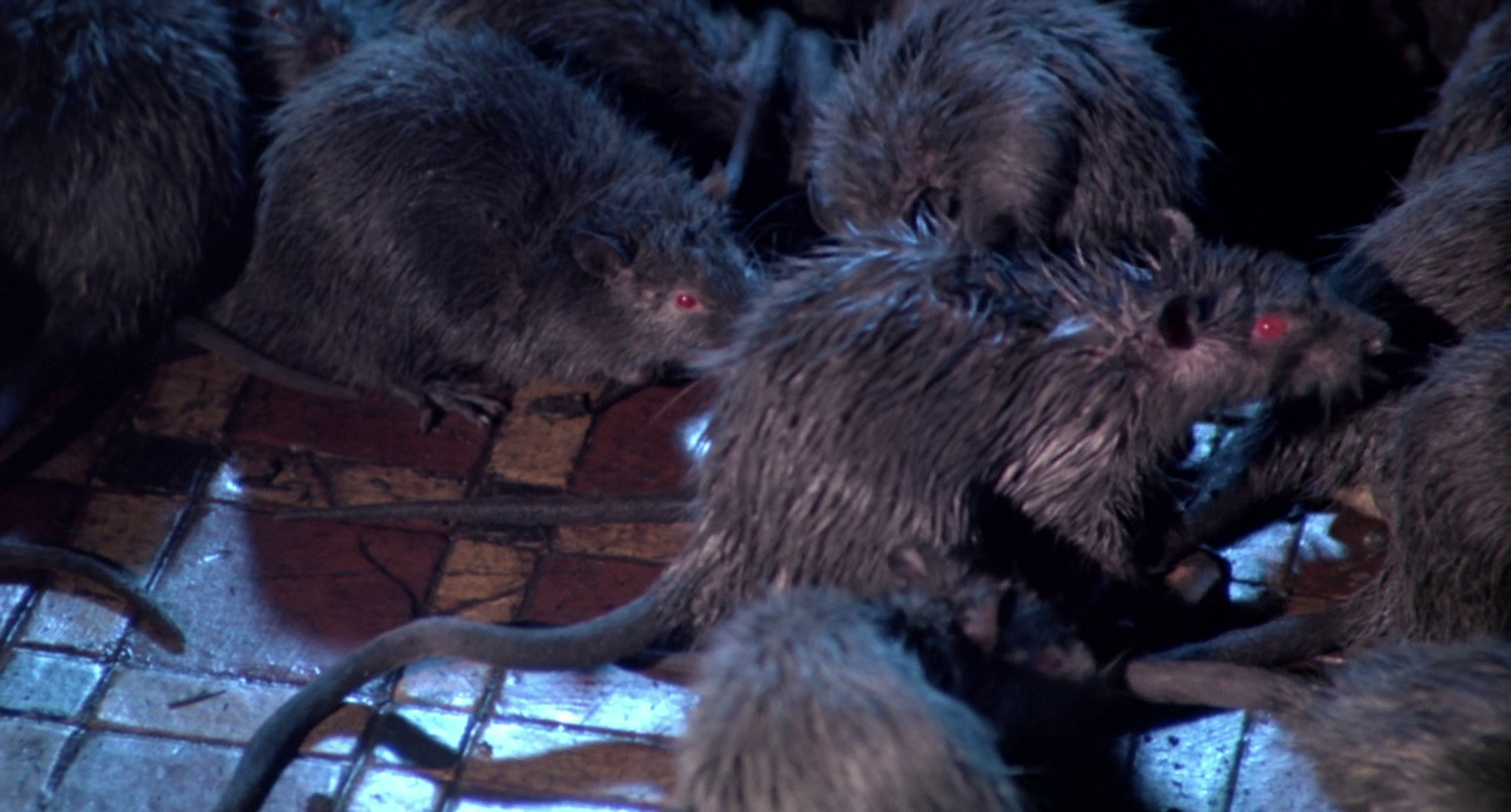 Picture of Rats: Night of Terror