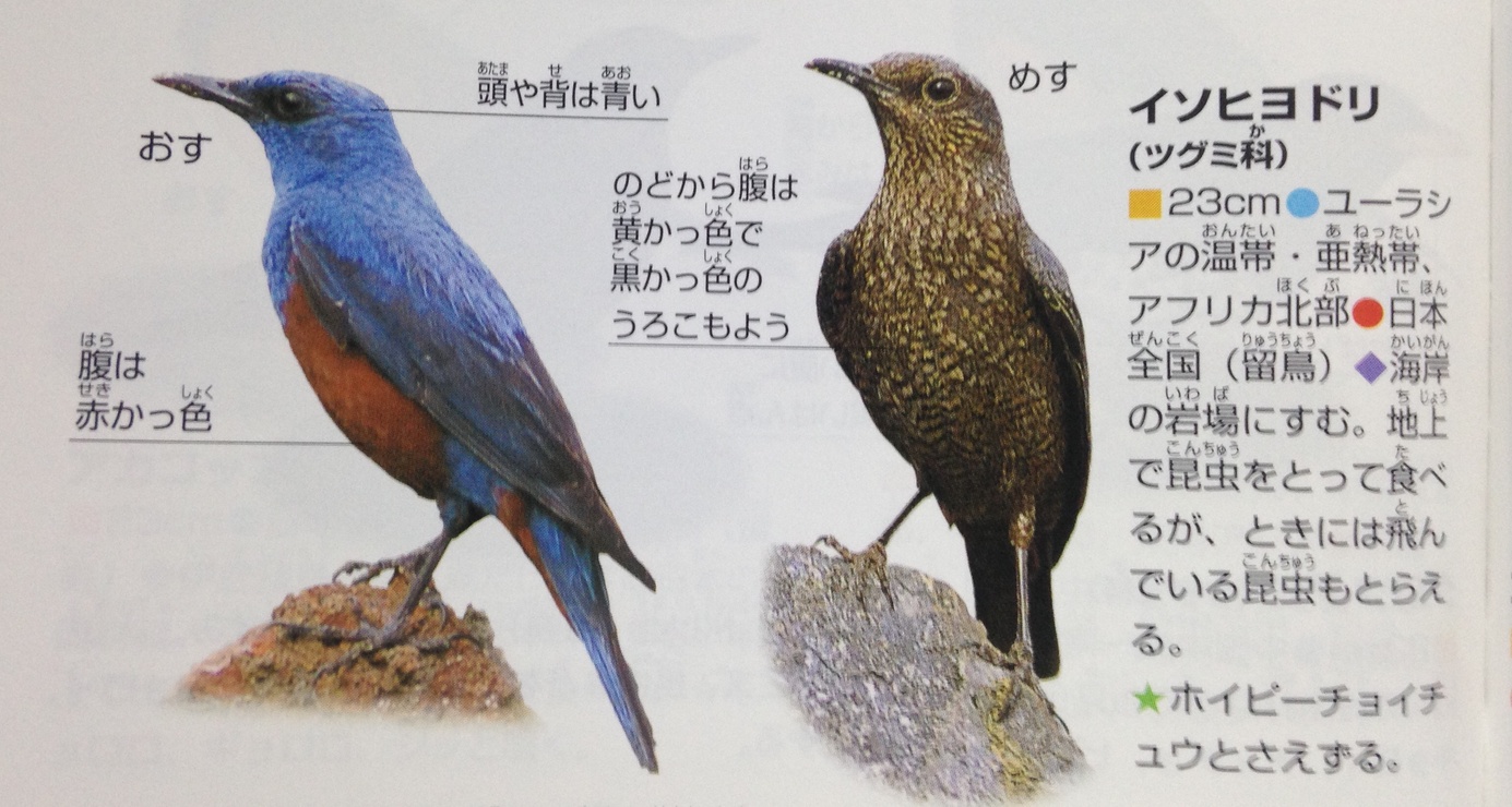 Blue Rock Thrush (Red Bellied)