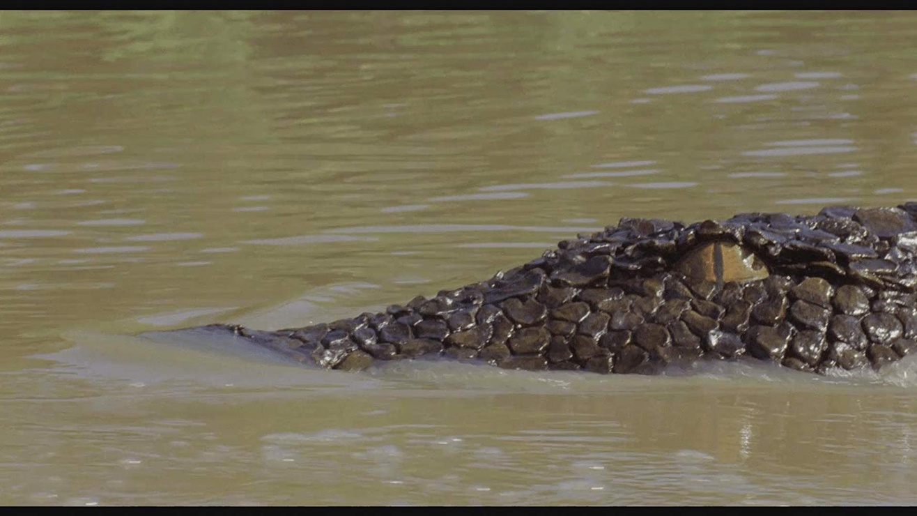 Picture of Killer Crocodile 2