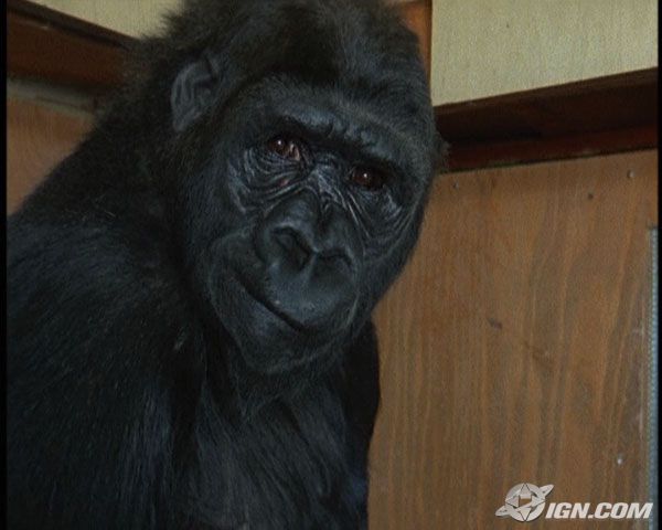 Picture of Koko