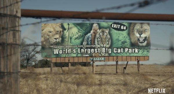 Picture of Tiger King