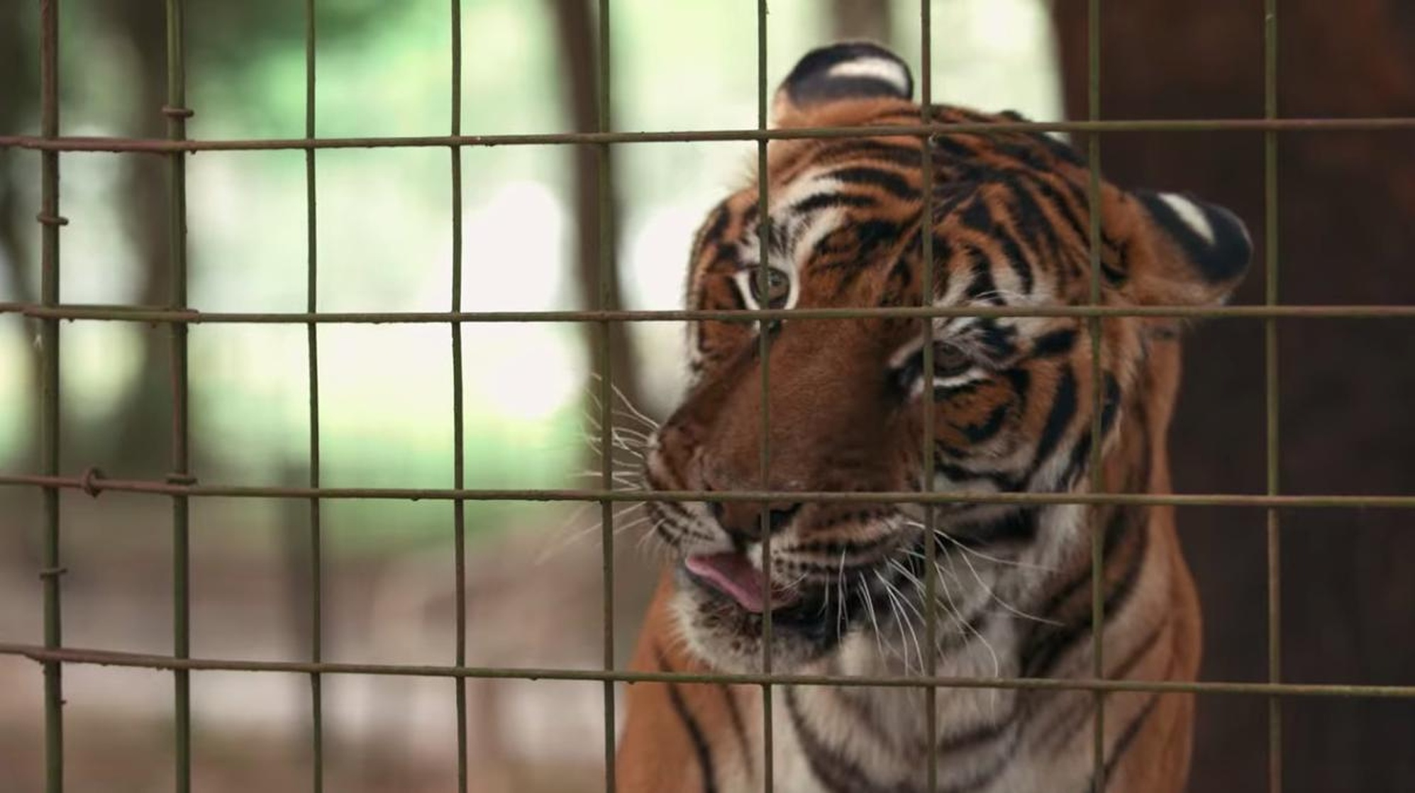 Picture of Tiger King