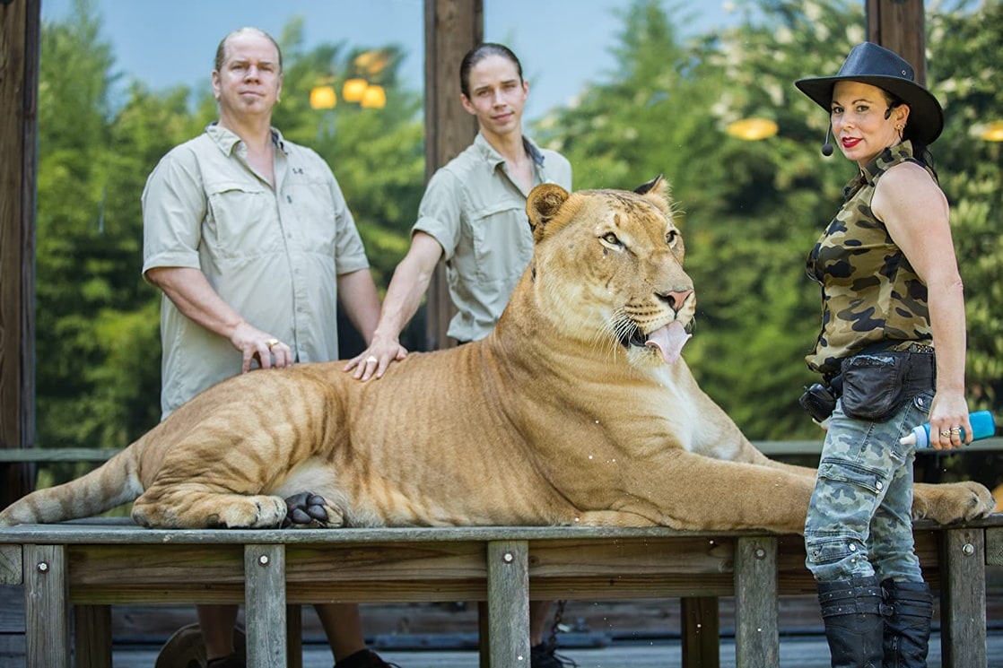 Picture of Tiger King