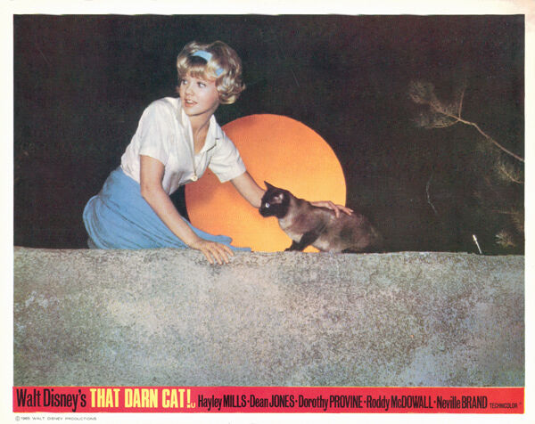 That Darn Cat! picture