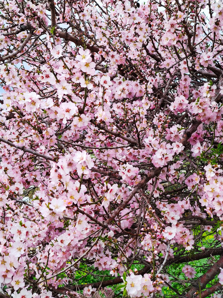 Cherry blossoms in Greece