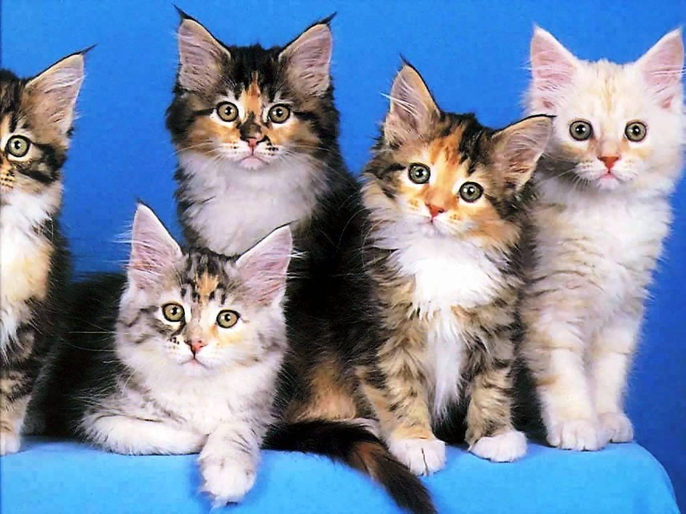 Mininos