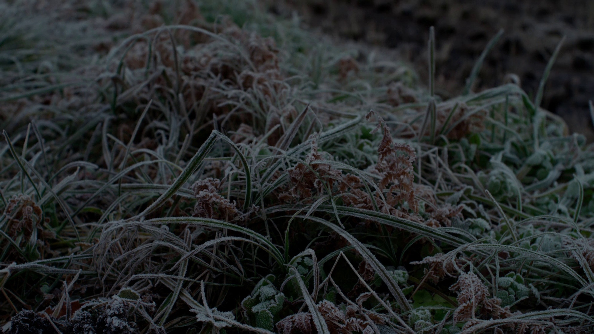 Little Forest: Summer/Autumn (2014) picture