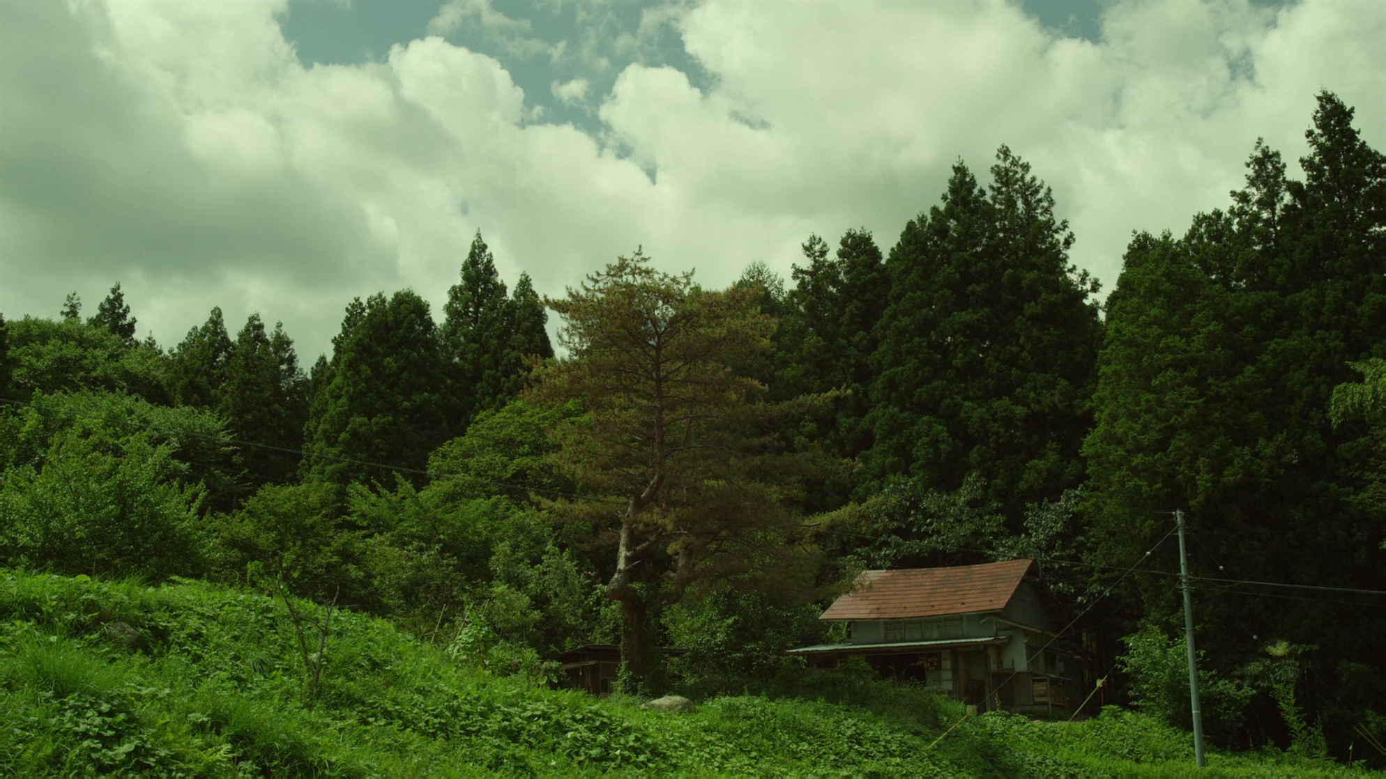 Picture of Little Forest: Summer/Autumn (2014)