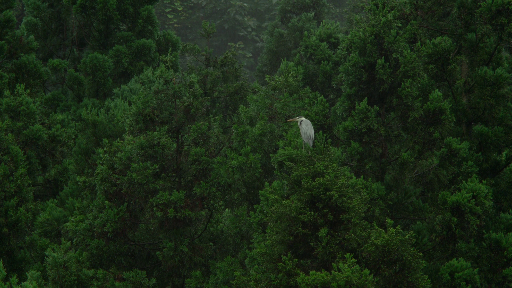 Picture of Little Forest: Summer/Autumn (2014)