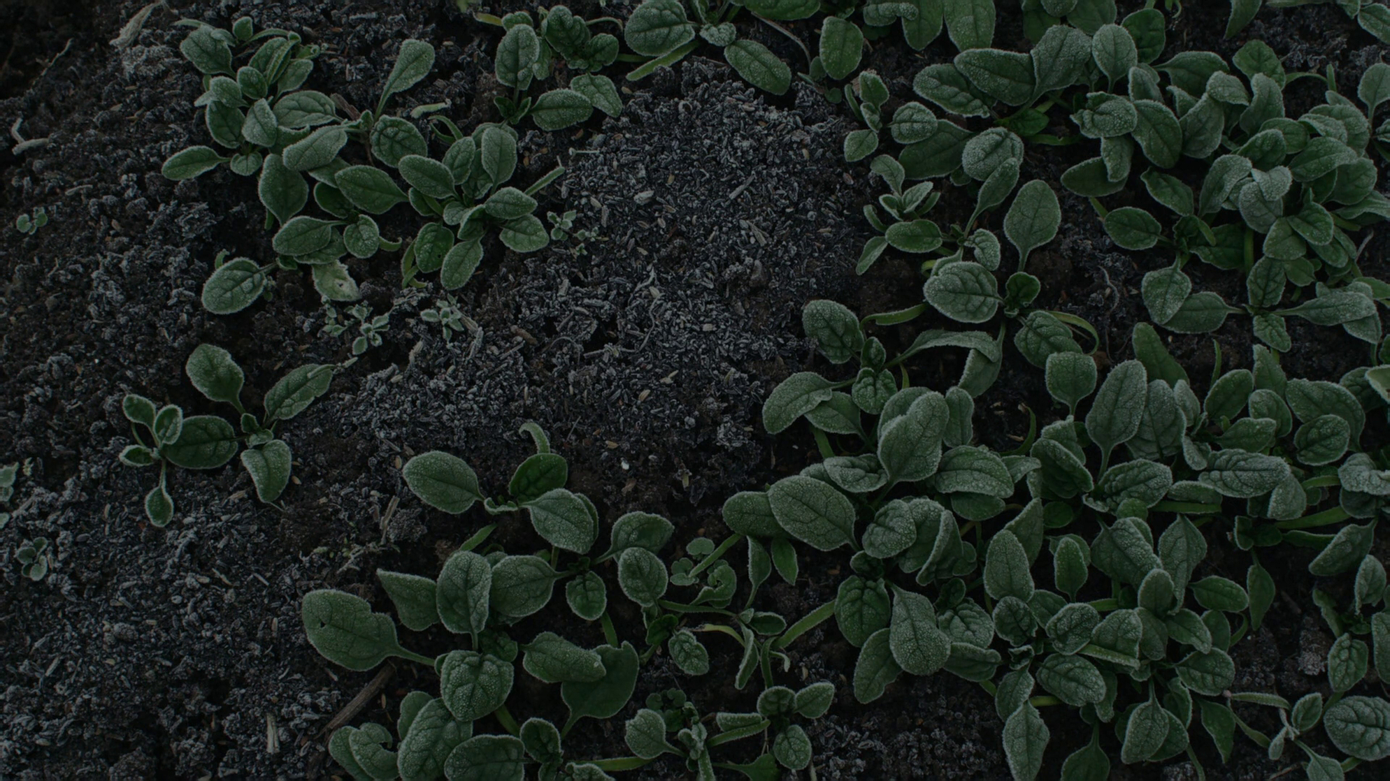 Image of Little Forest: Summer/Autumn (2014)