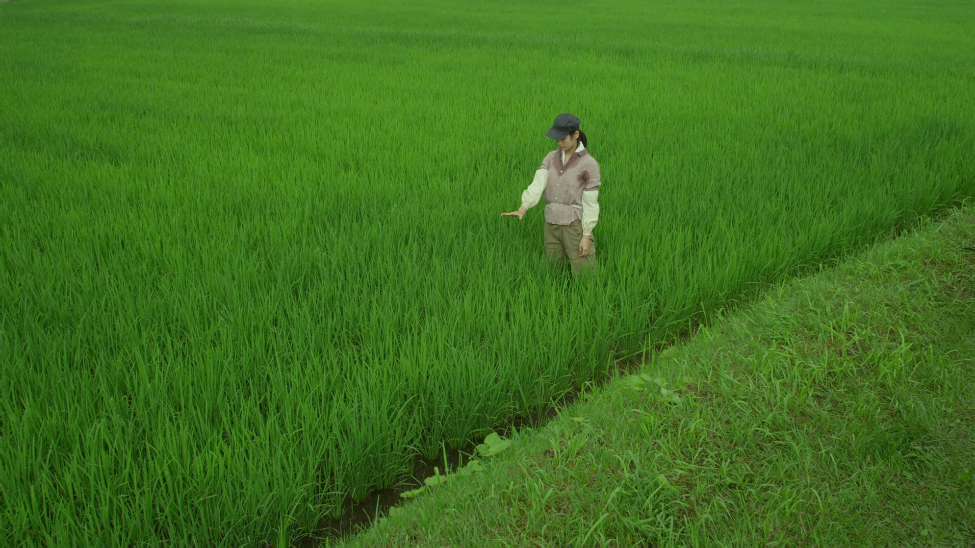 Little Forest: Summer/Autumn (2014) picture